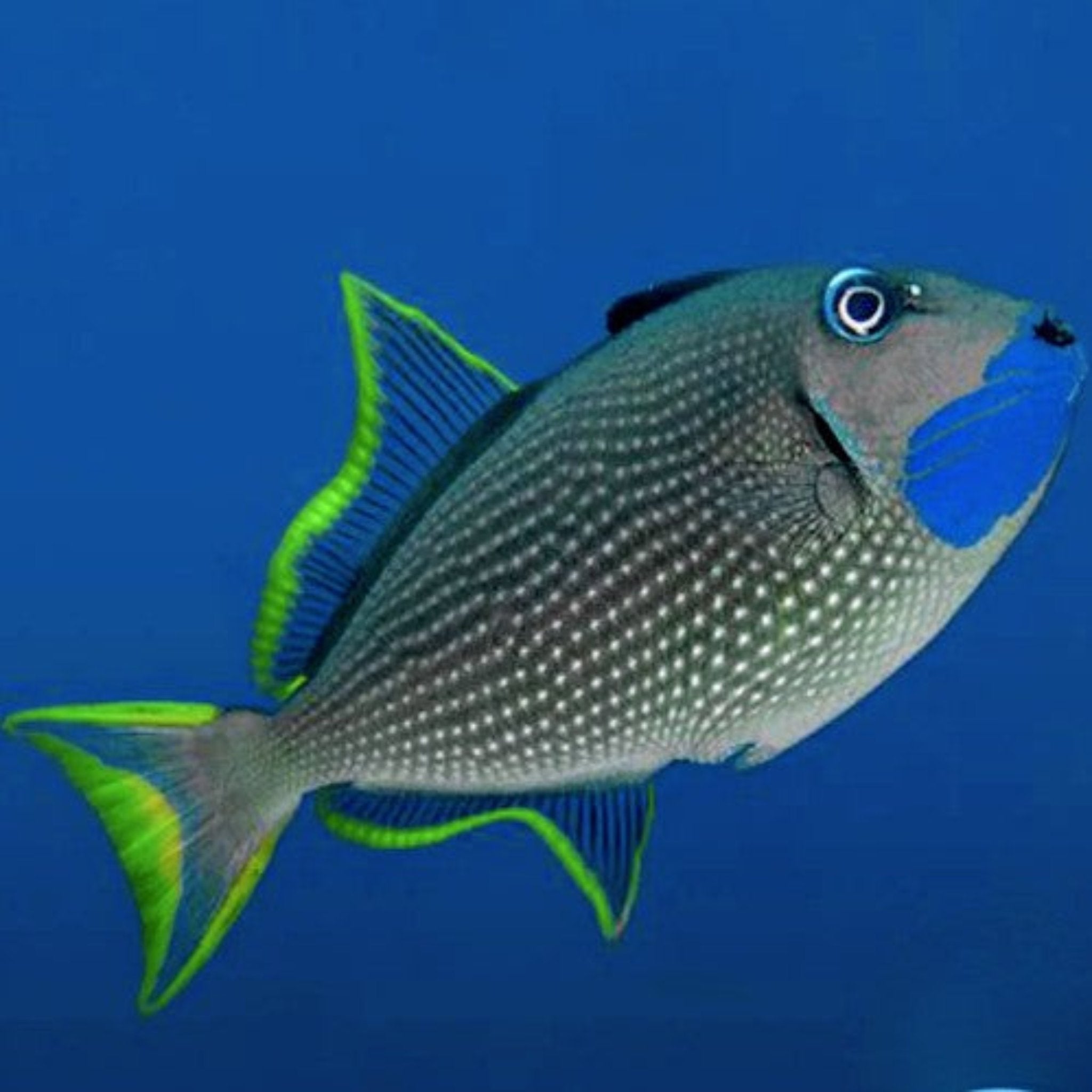 Blue Throat Trigger - female