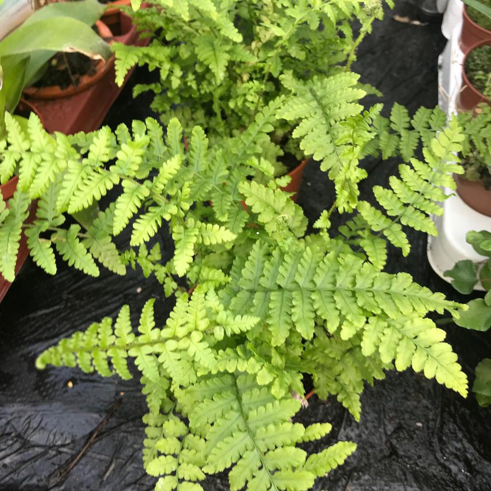 ProRep Live Plant Maidenhair Fern Medium