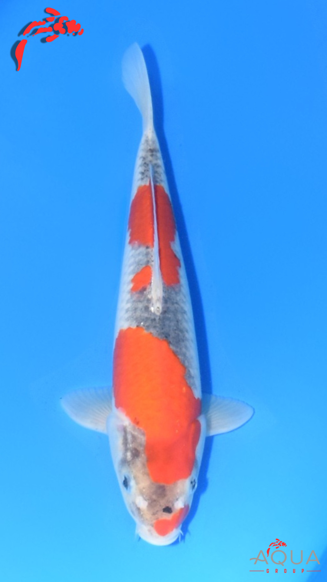 Goshiki - Ogata - Jumbo Tosai - #05