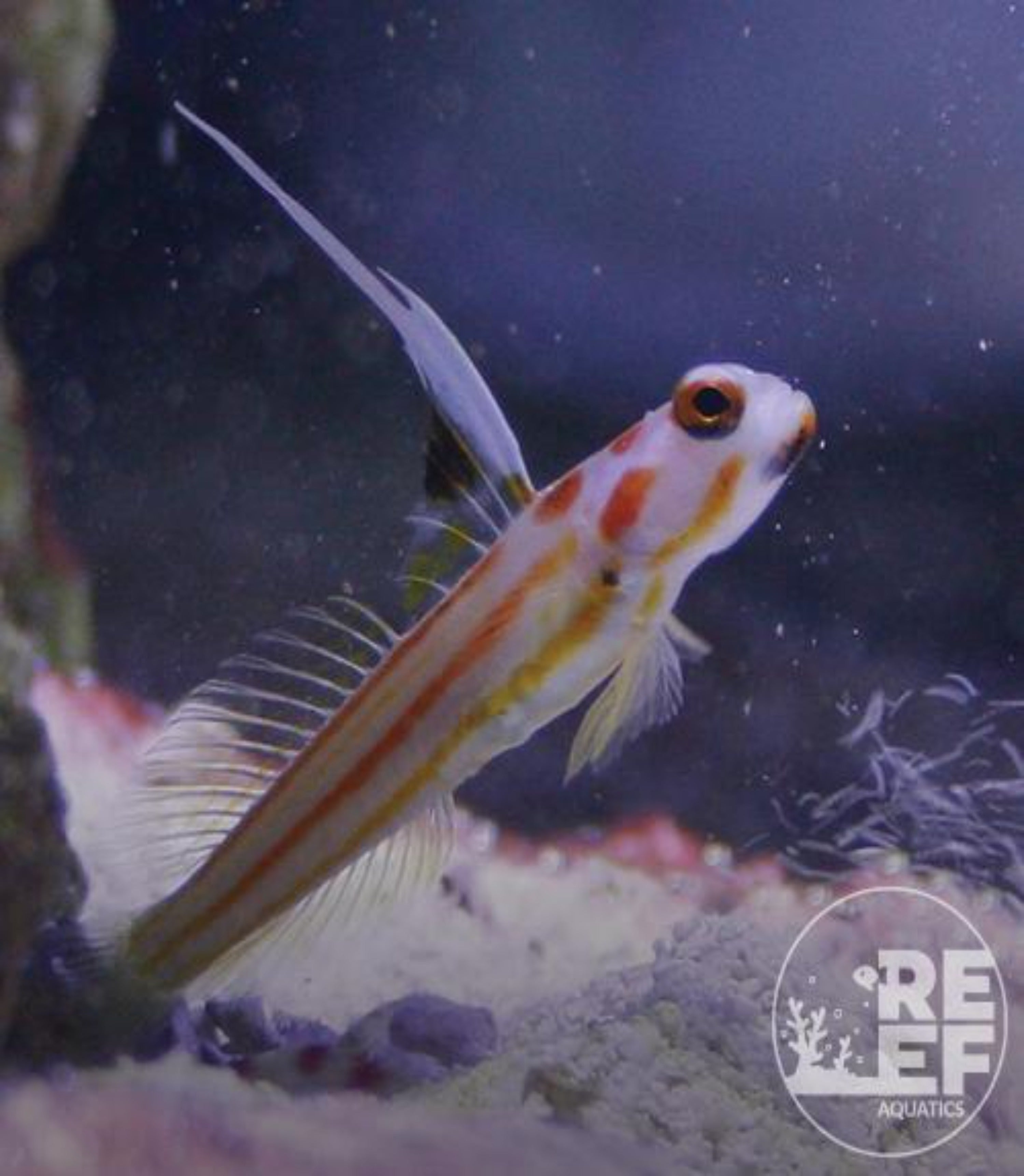 Hi Fin Clown Goby