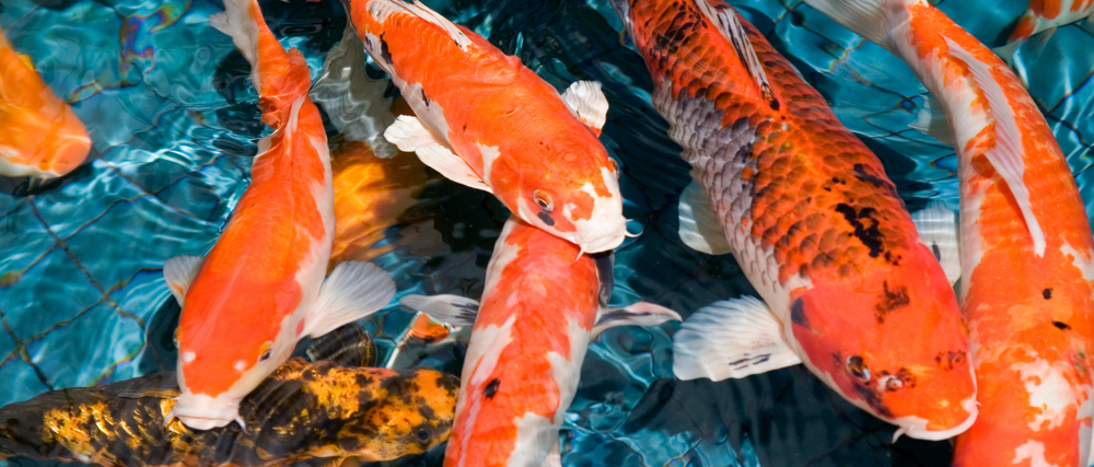 Koi Health 101: Common Diseases, Symptoms & Treatments