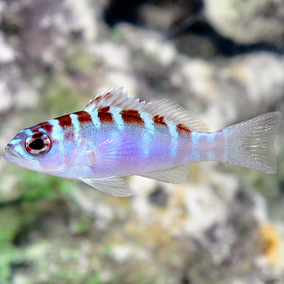 Bass - Caribbean Blue