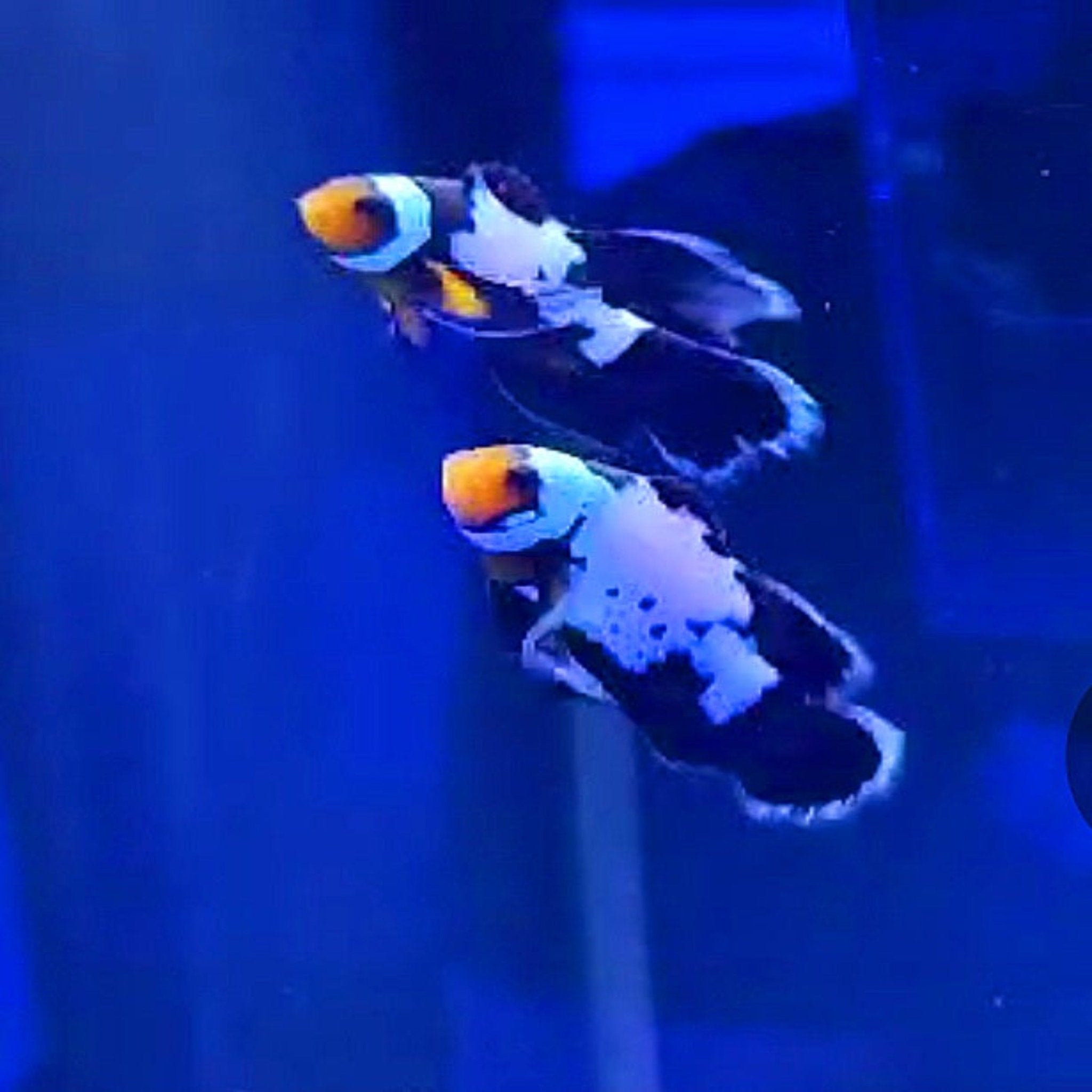 Tank Bred- Black Snowflake Long finned Clown Pair