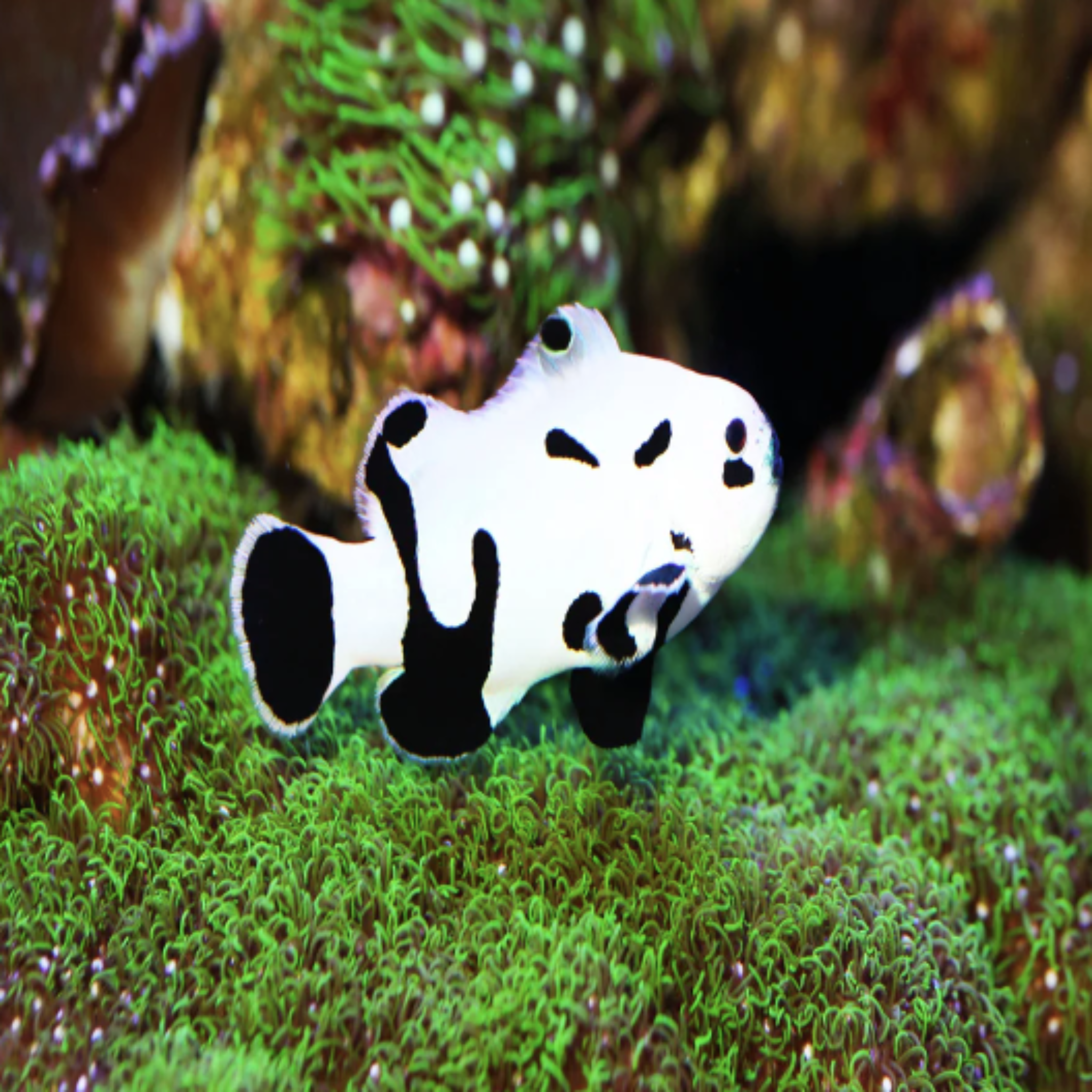 Black Clownfish Types Black Storm Clownfish (Amphiprion Ocellaris