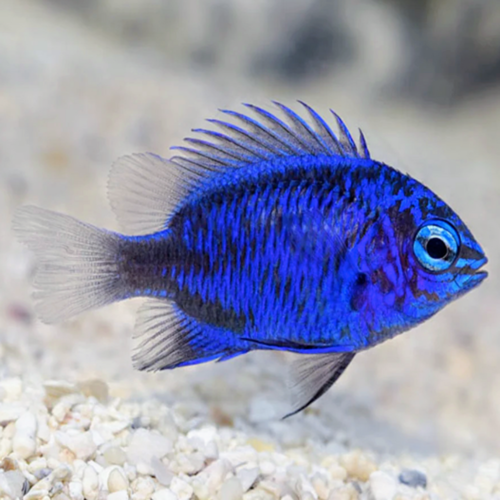 Blue Sapphire Damselfish - Chrysiptera springeri