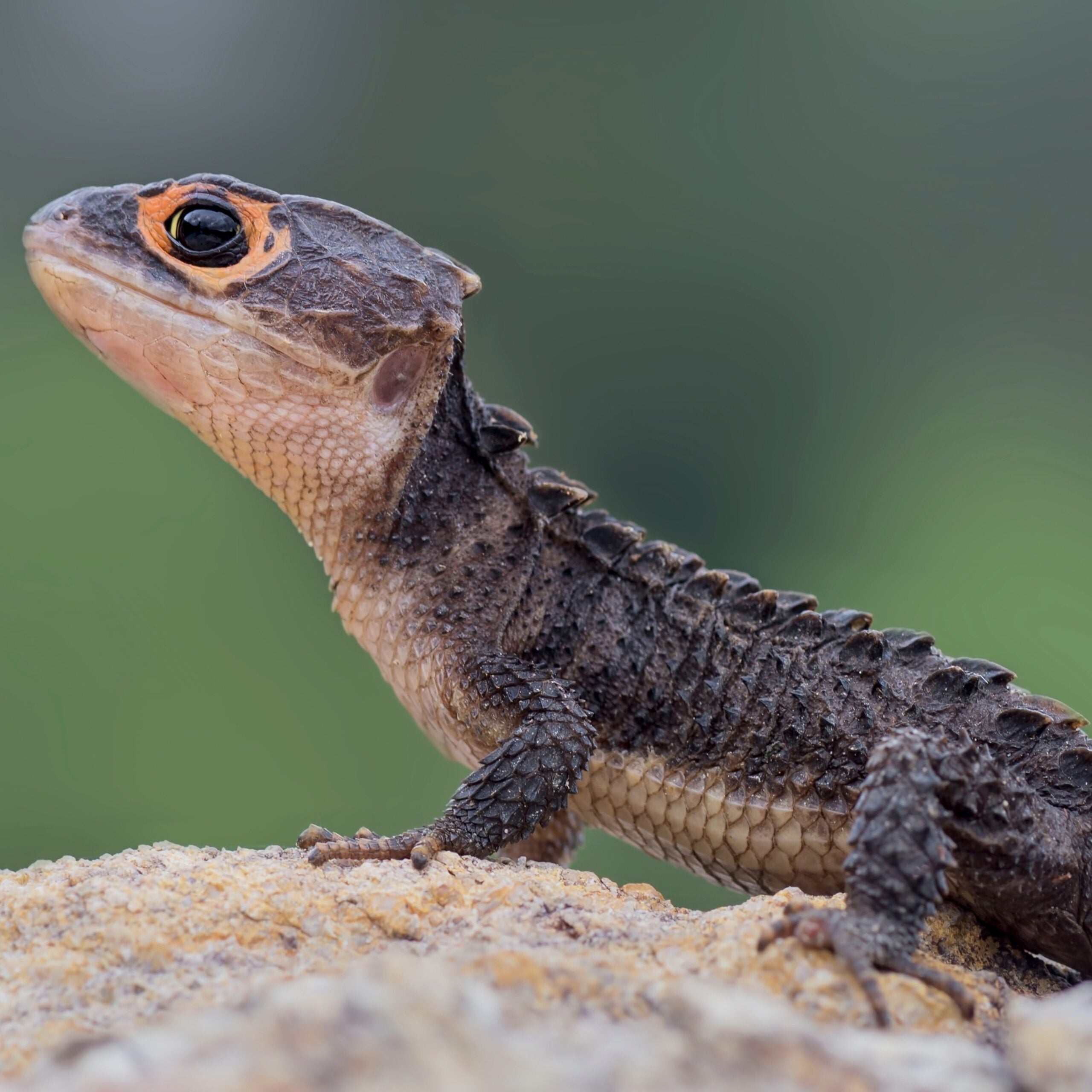 Crocodile Skink For Sale