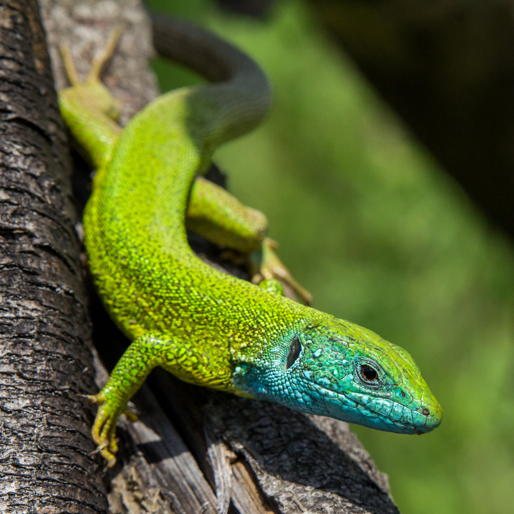 CB European Green Lizard
