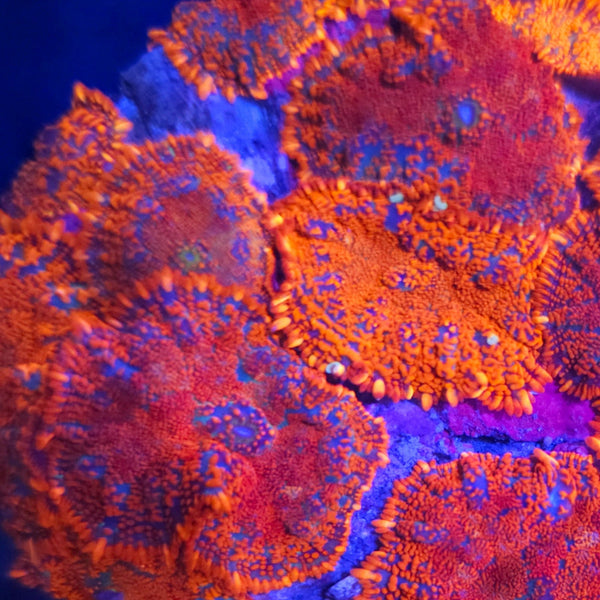 Rhodactis Mushroom Corals Are Surprisingly Deadly Reefscom