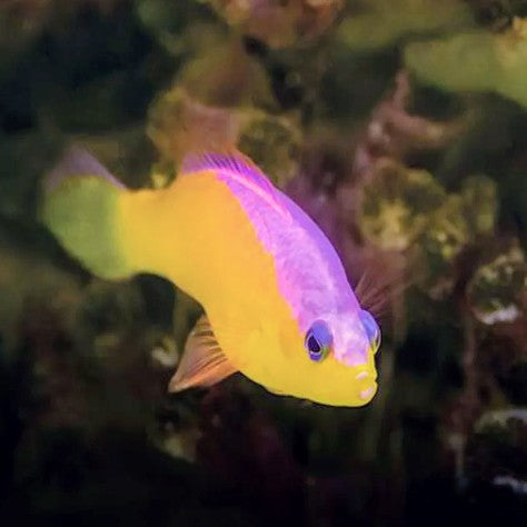 Flashback Pygmy Basslet | Aqua Group