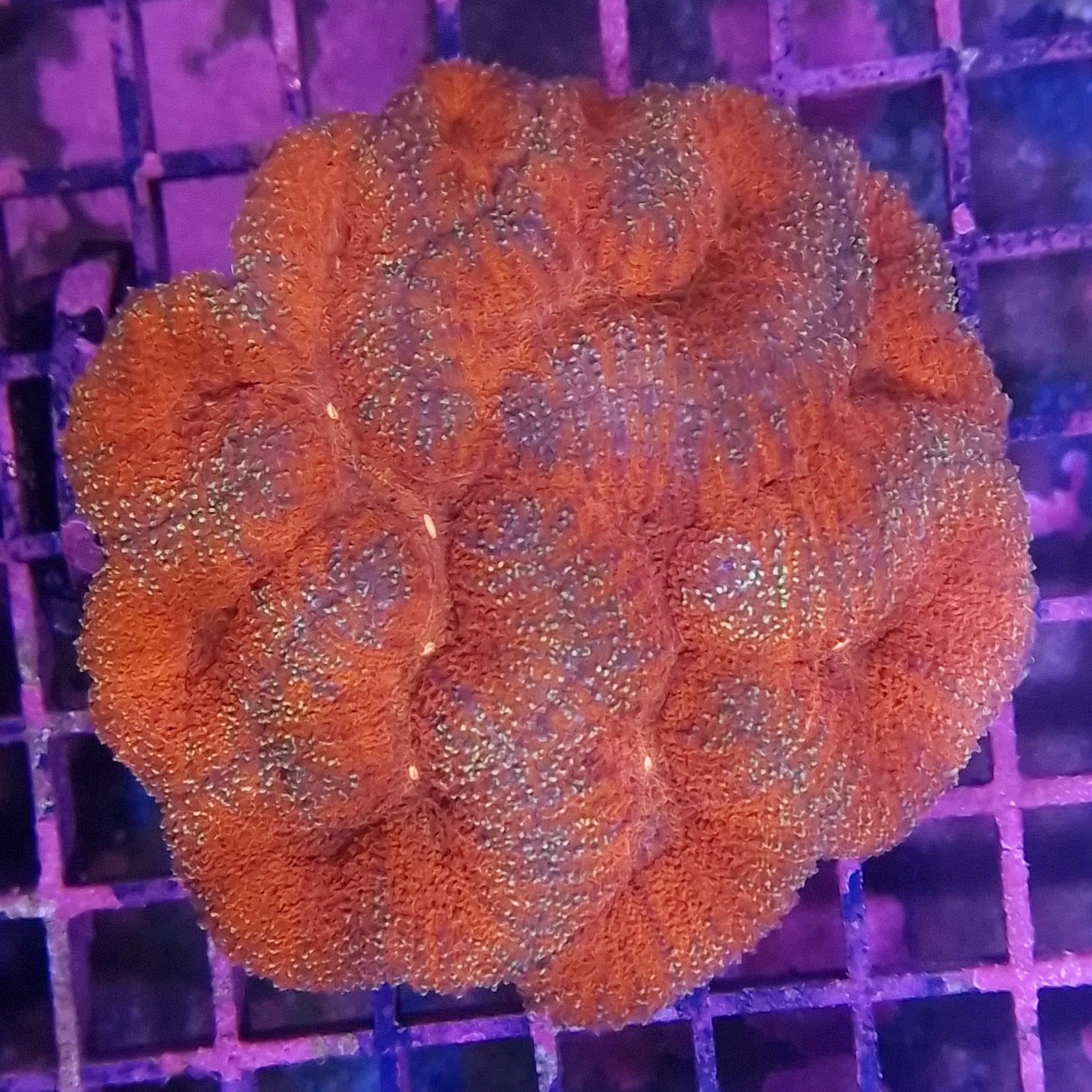 Glitter Red Symphyllia