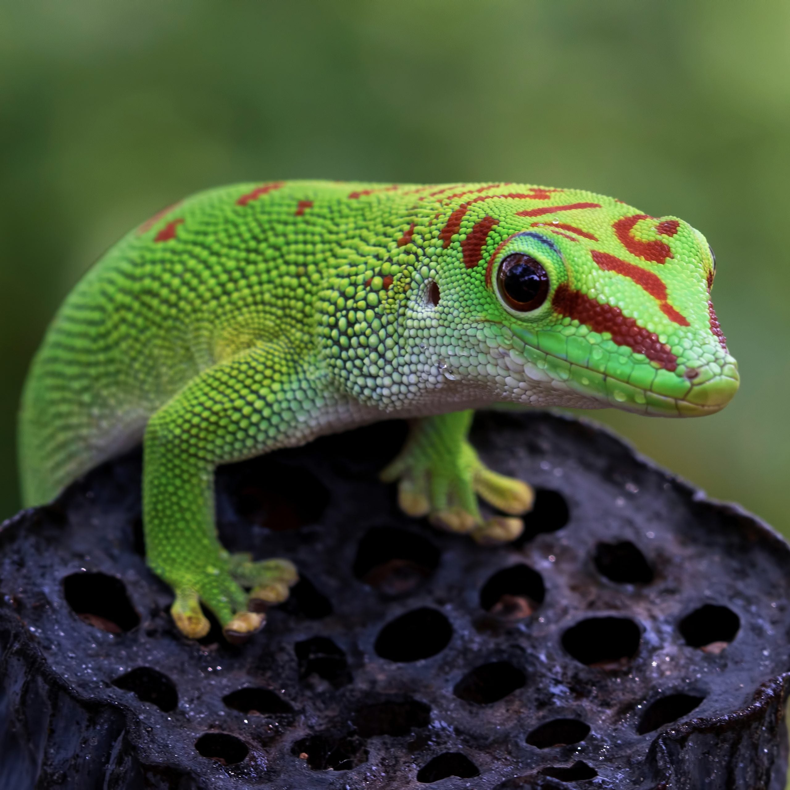 Madagascar Giant Gecko Blickdichter Fenstervorhang Madagascar Giant