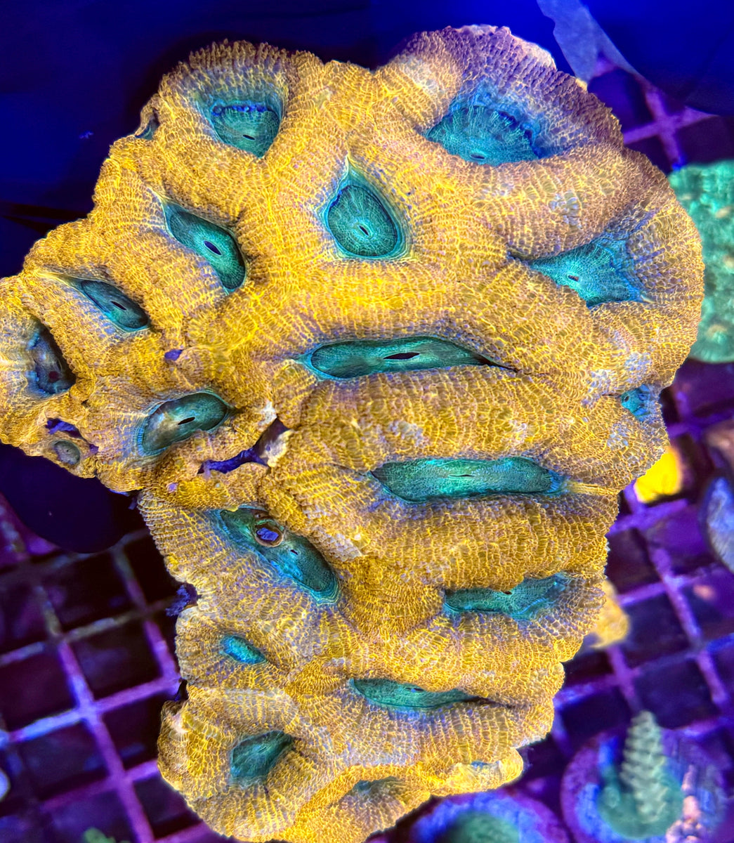 Orange Bomb Acanthastrea Bowerbanki | Aqua Group