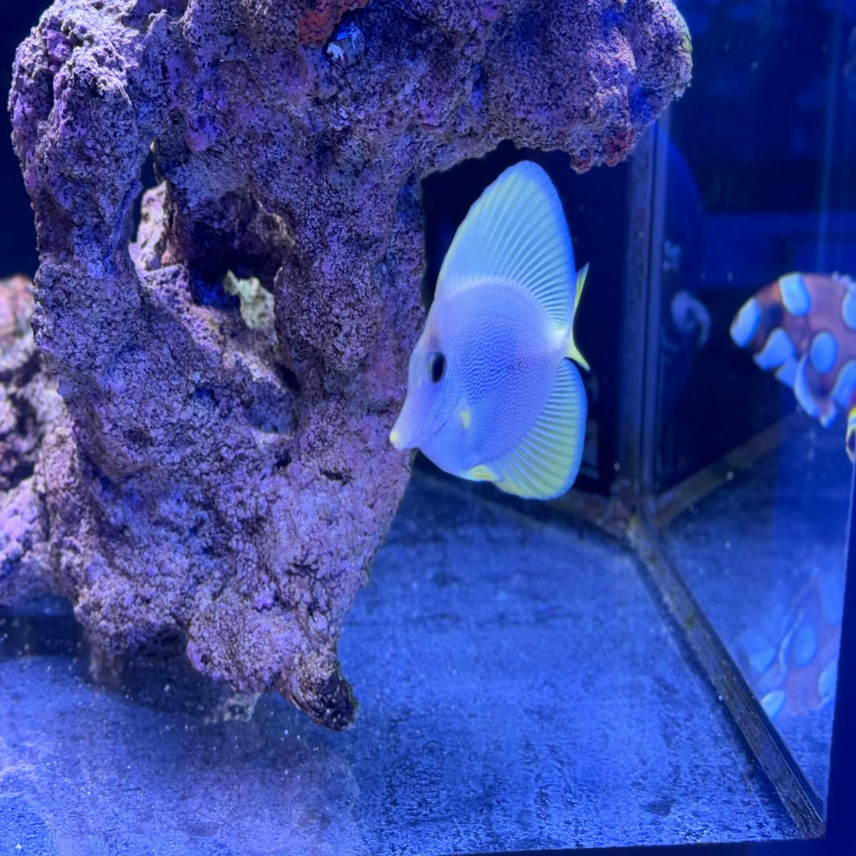 Yurple Tang | Aqua Group