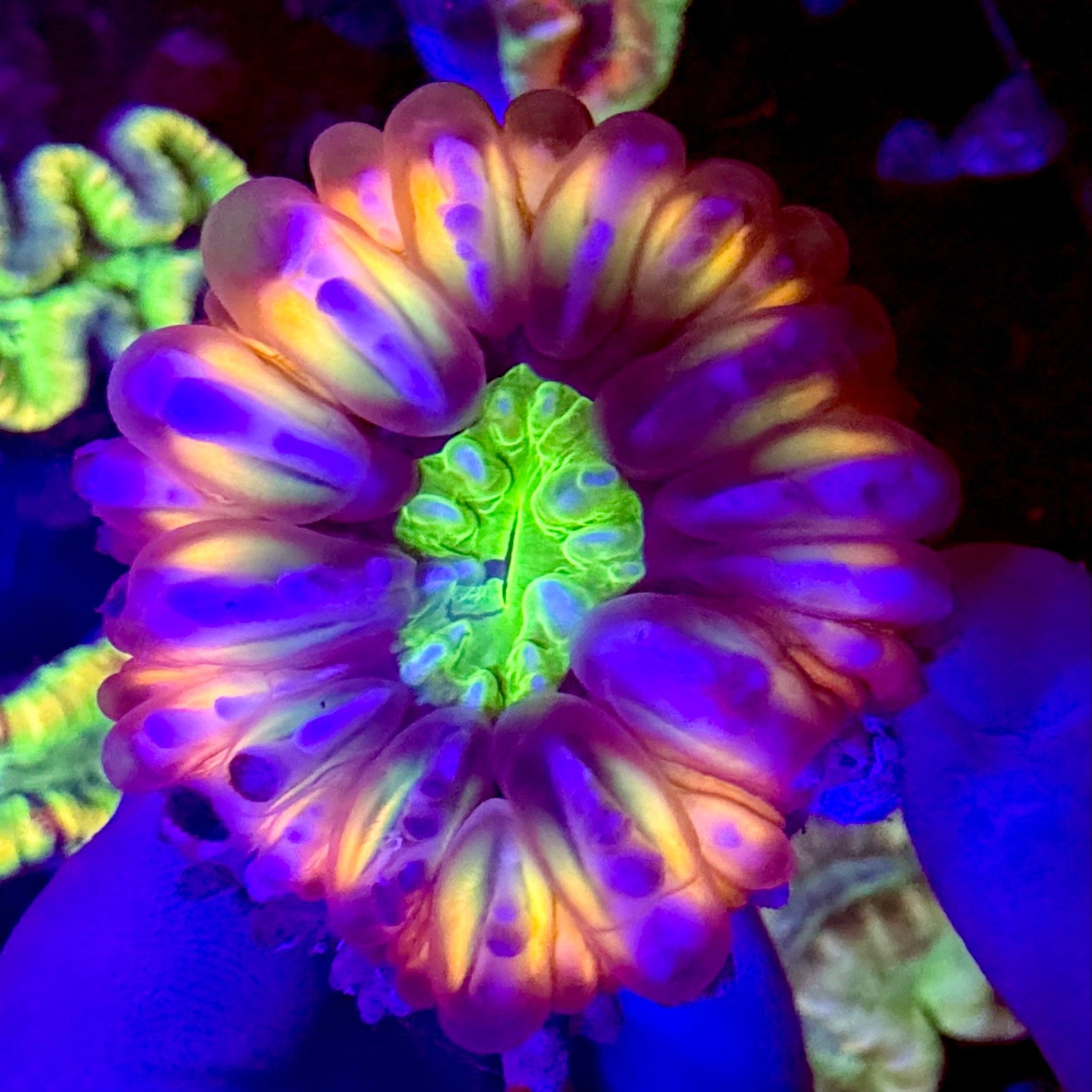 Aurora Eclipse Cynarina