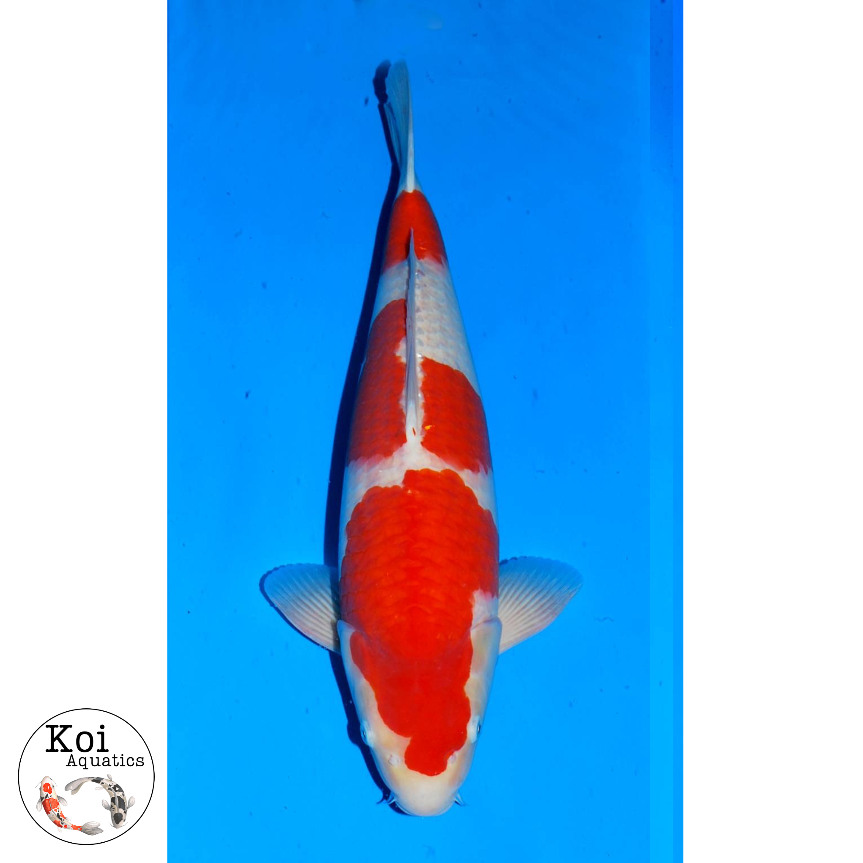 Japanese Koi – Tagged "Nisai"