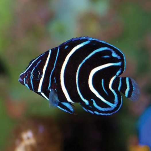 Koran Angel Fish: Care, Diet, Origin | Aqua Group