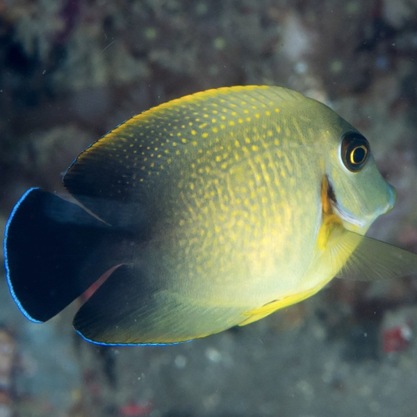 Mimic Tang Half Black