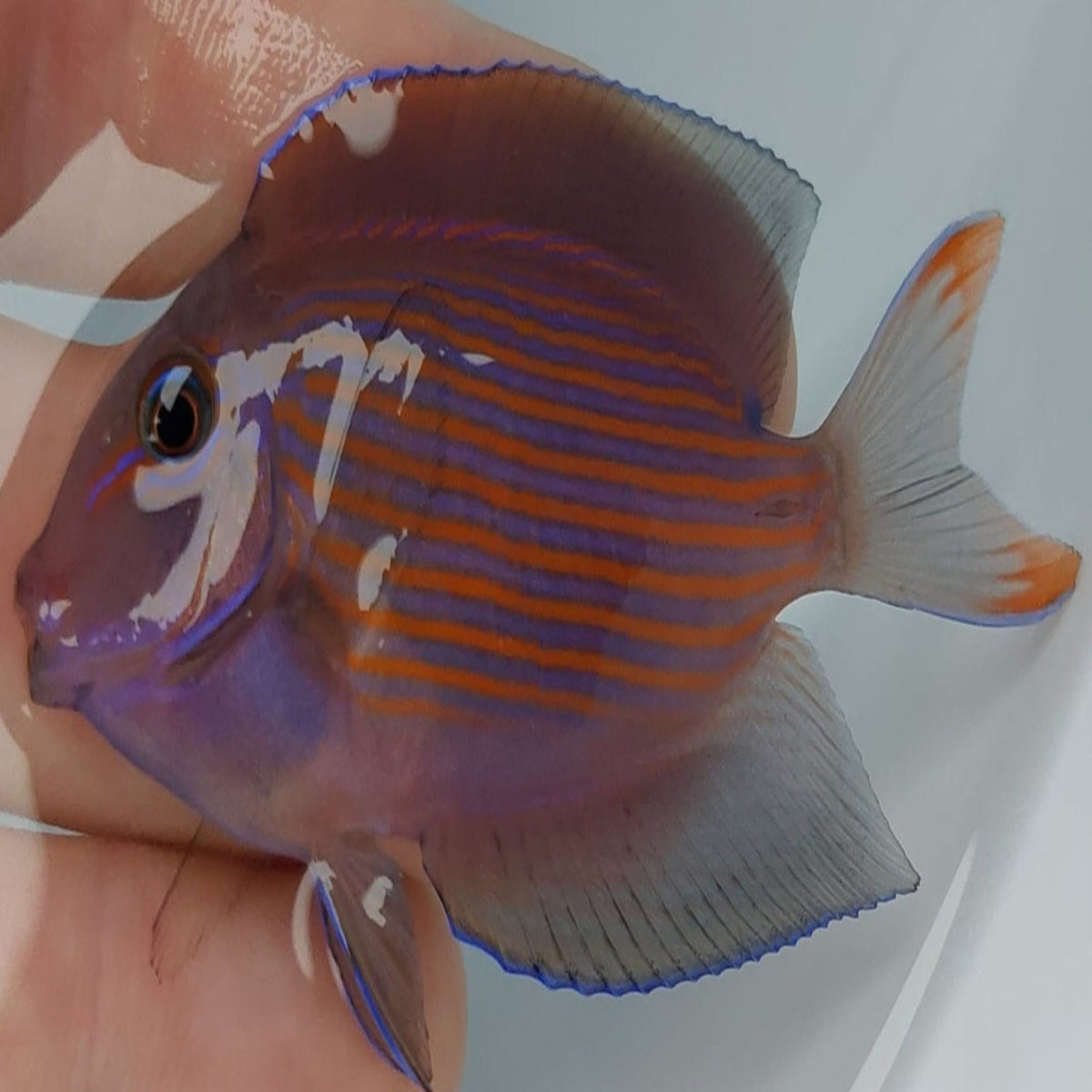 Red Stripe Kole Tang | Aqua Group