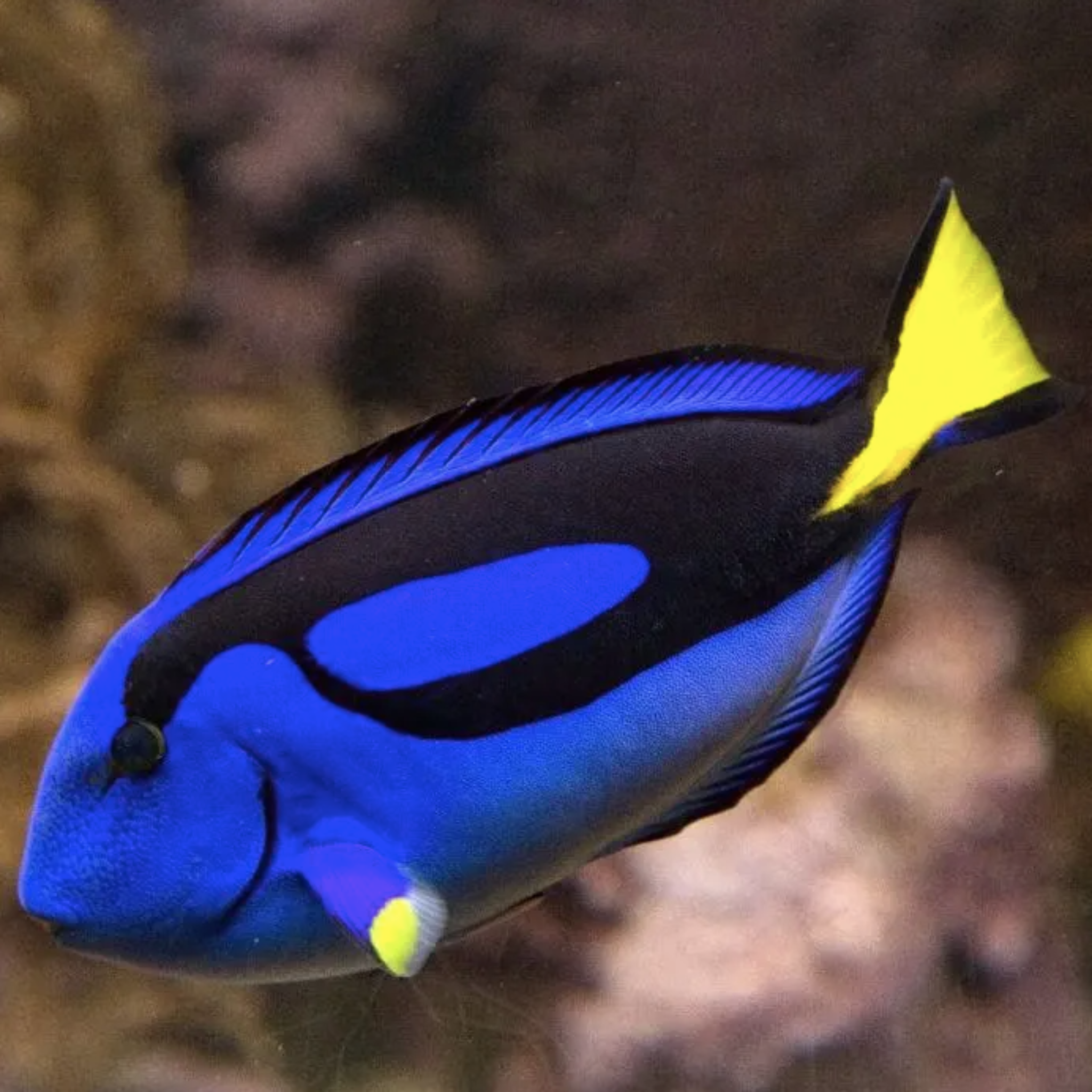 Regal Tang - Paracanthurus hepatus