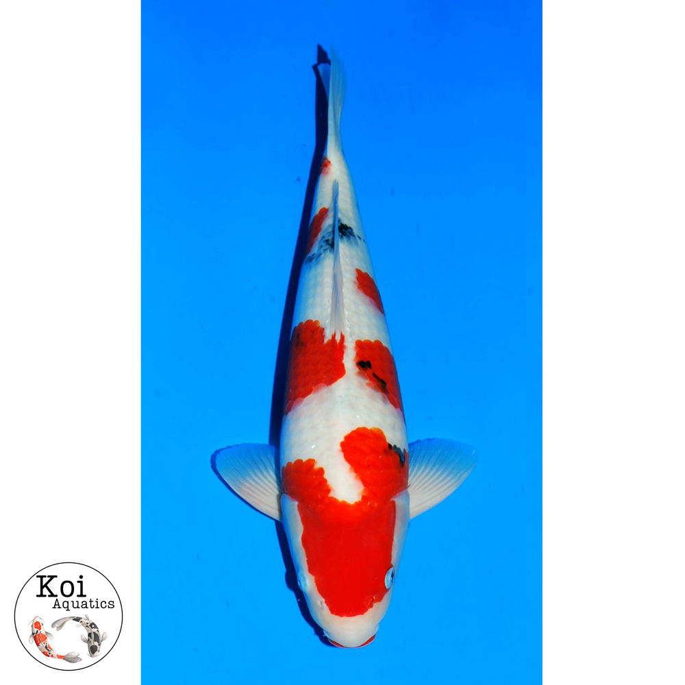 Japanese Koi