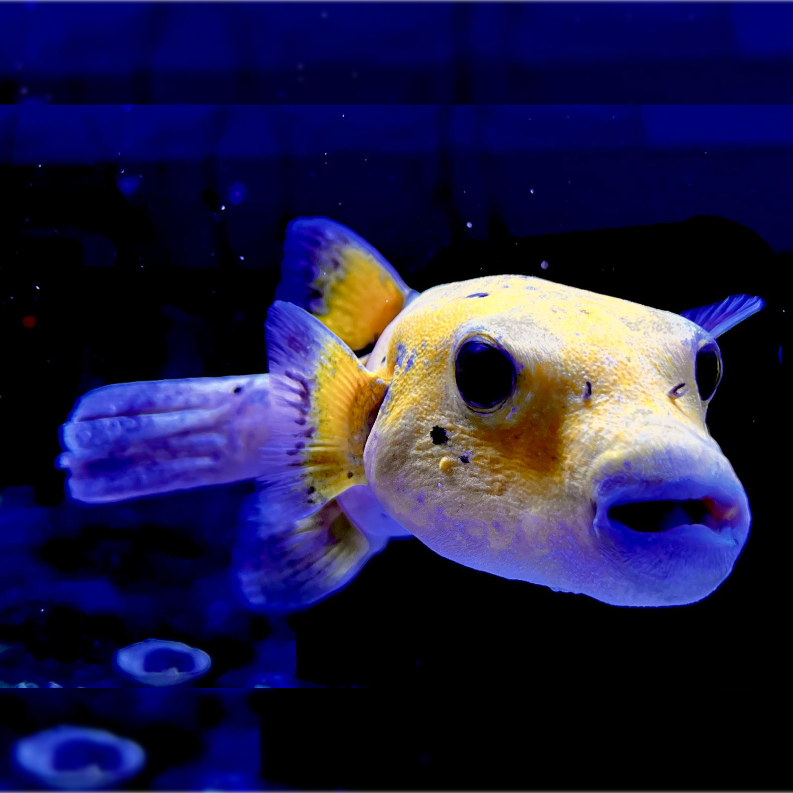 Golden Puffer Balmain, Golden Goose, Stone Island & More Black Friday