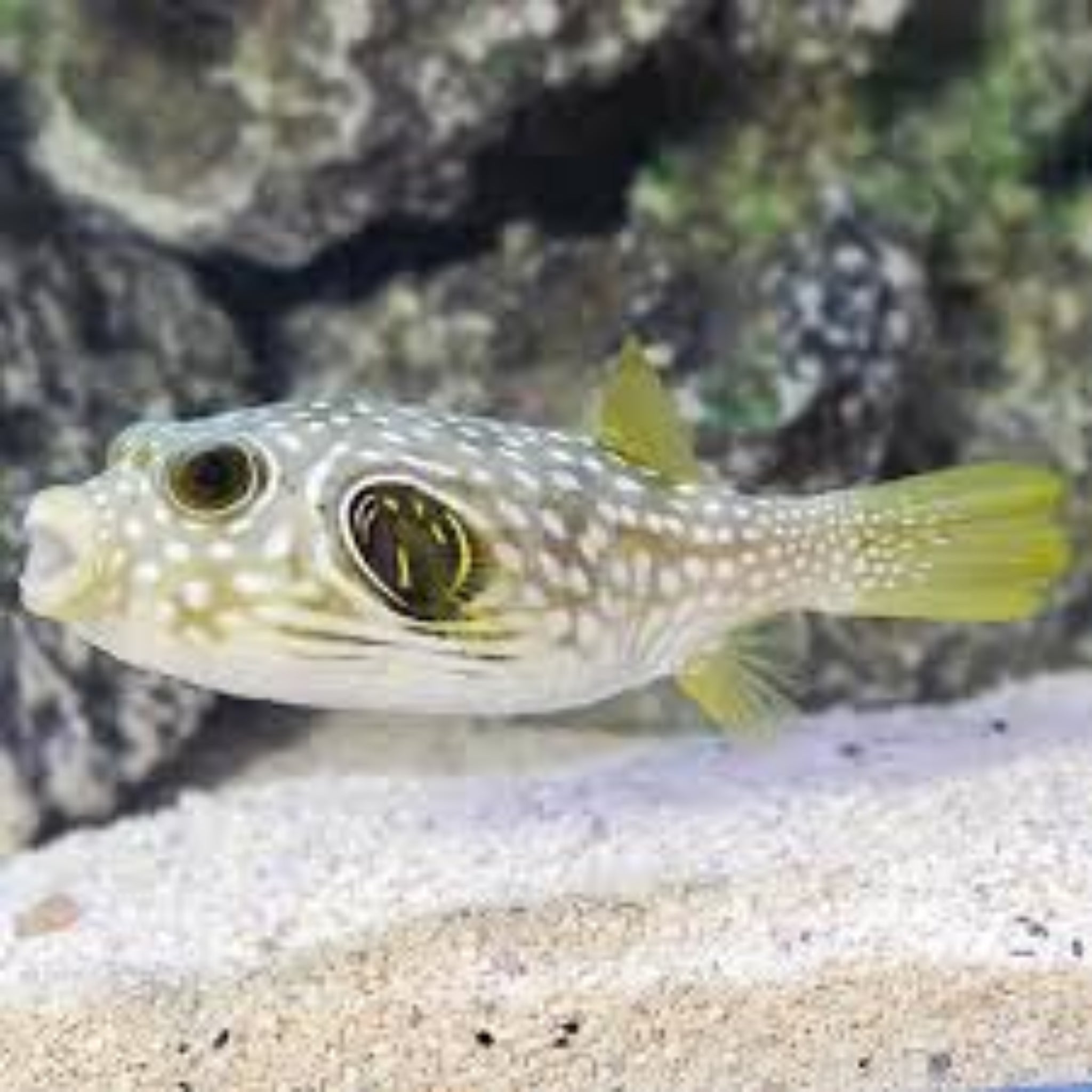 Dogface Puffer Fish - Arothron hispidus | Aqua Group