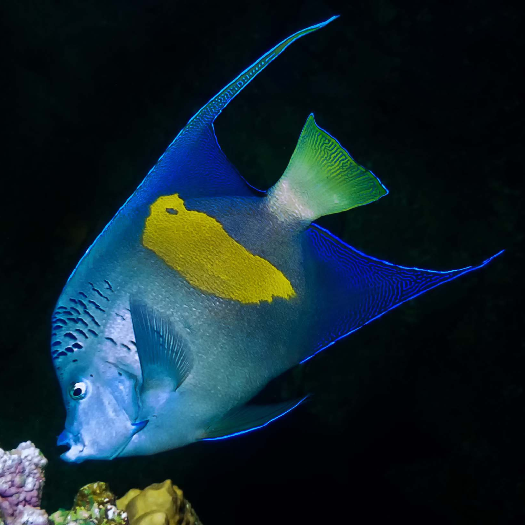Asfur Angel fish