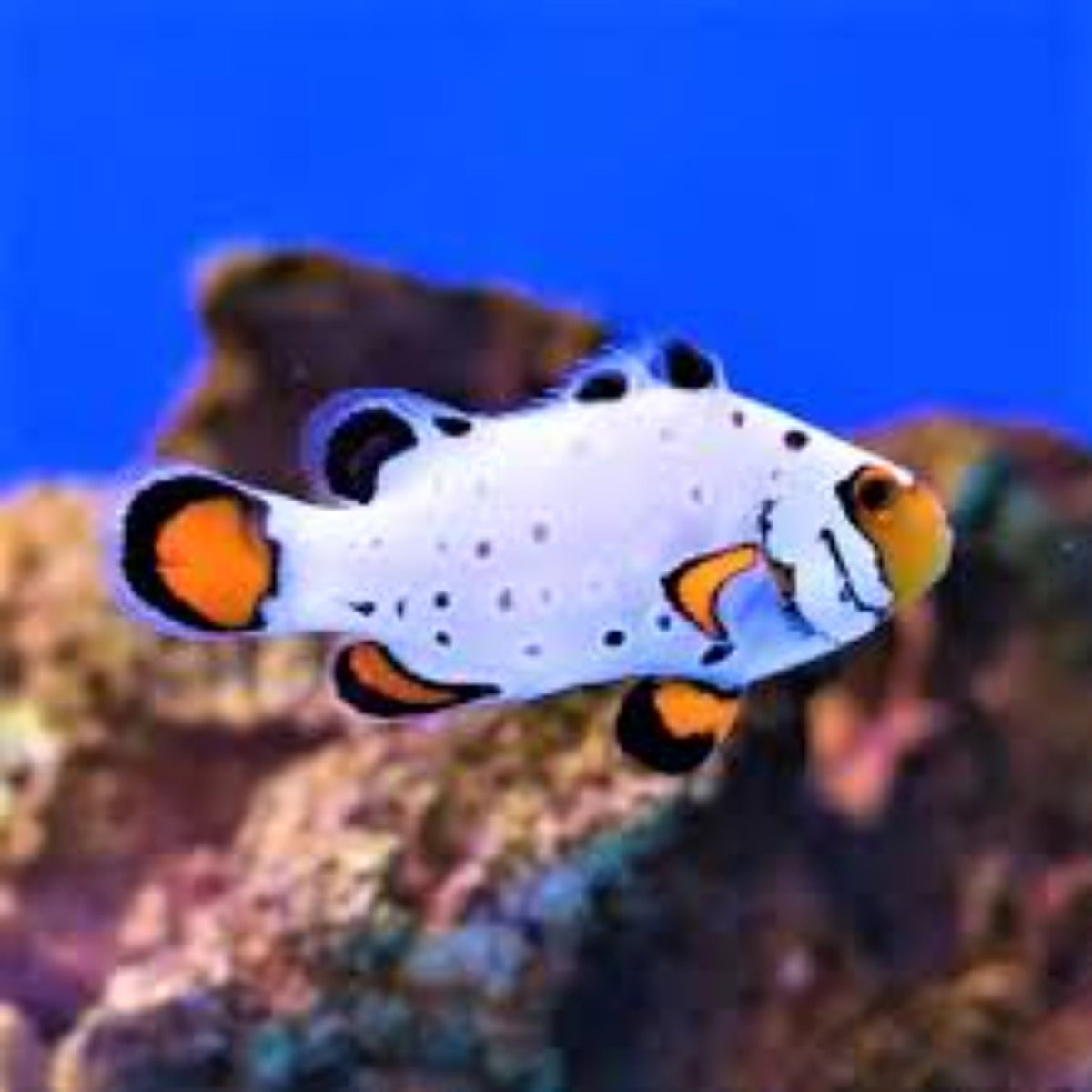 Frostbite Clown- Pair | Aqua Group