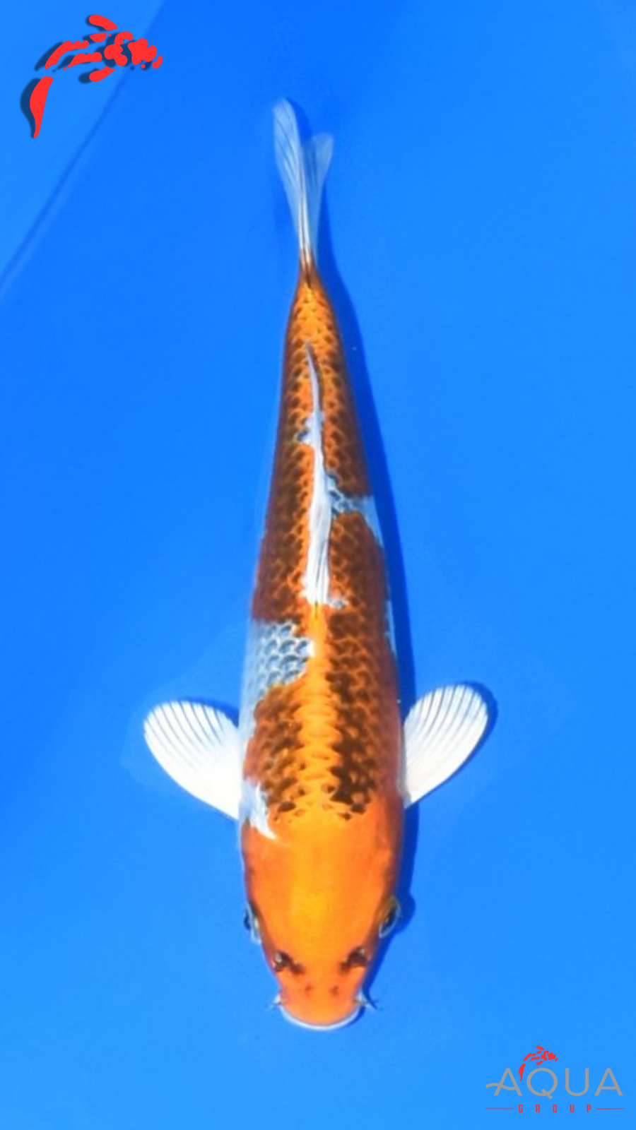 Mixed - Kujaku - Omosako - Tosai