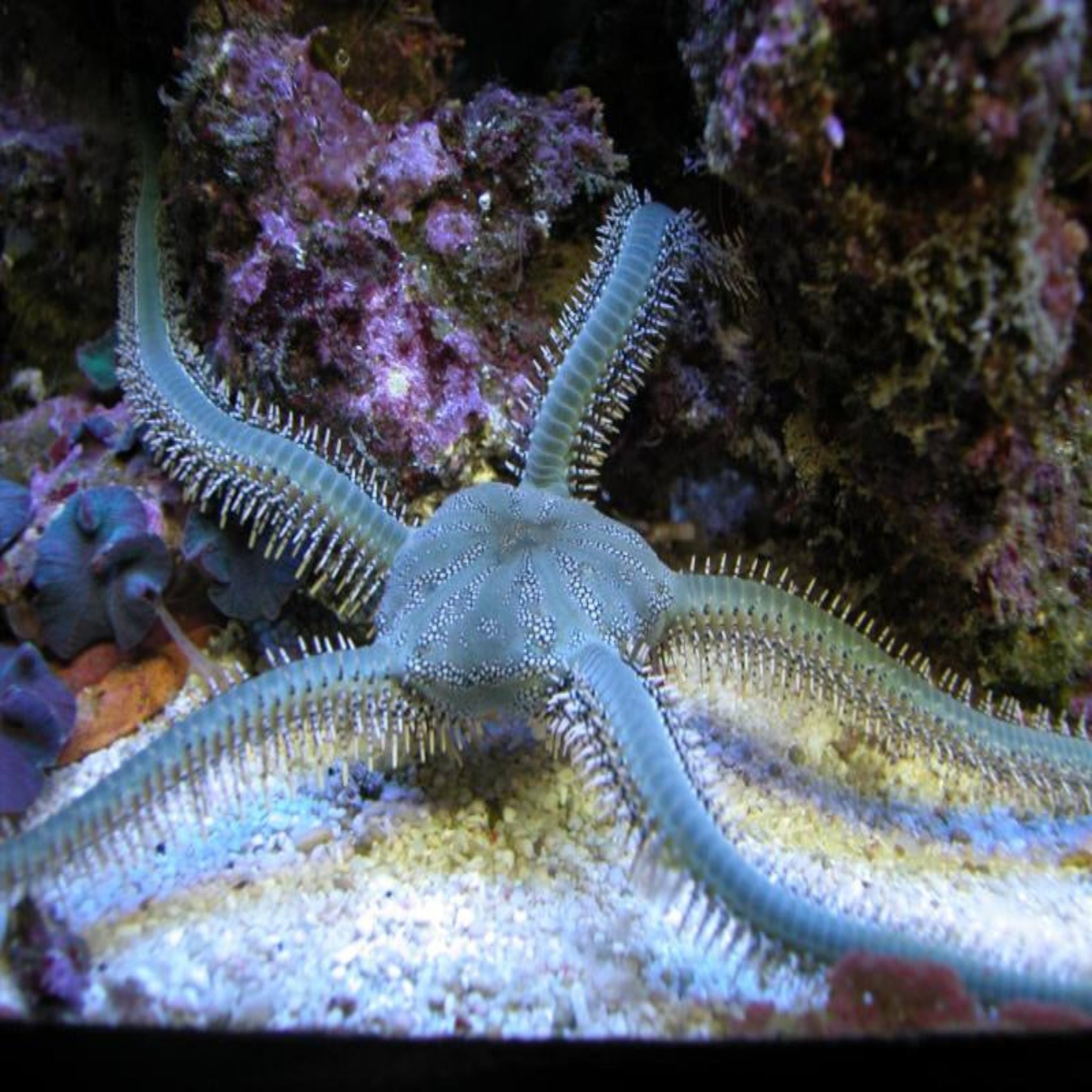Brittle Starfish - Green