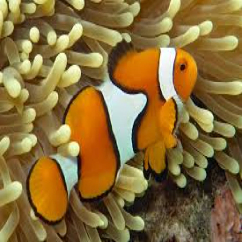 True Black Percula Clown Pair | Aqua Group