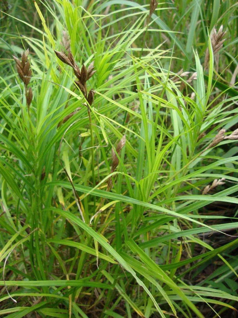 Carex Riparia (Greater Pond Sedge) 7cm | Aqua Group