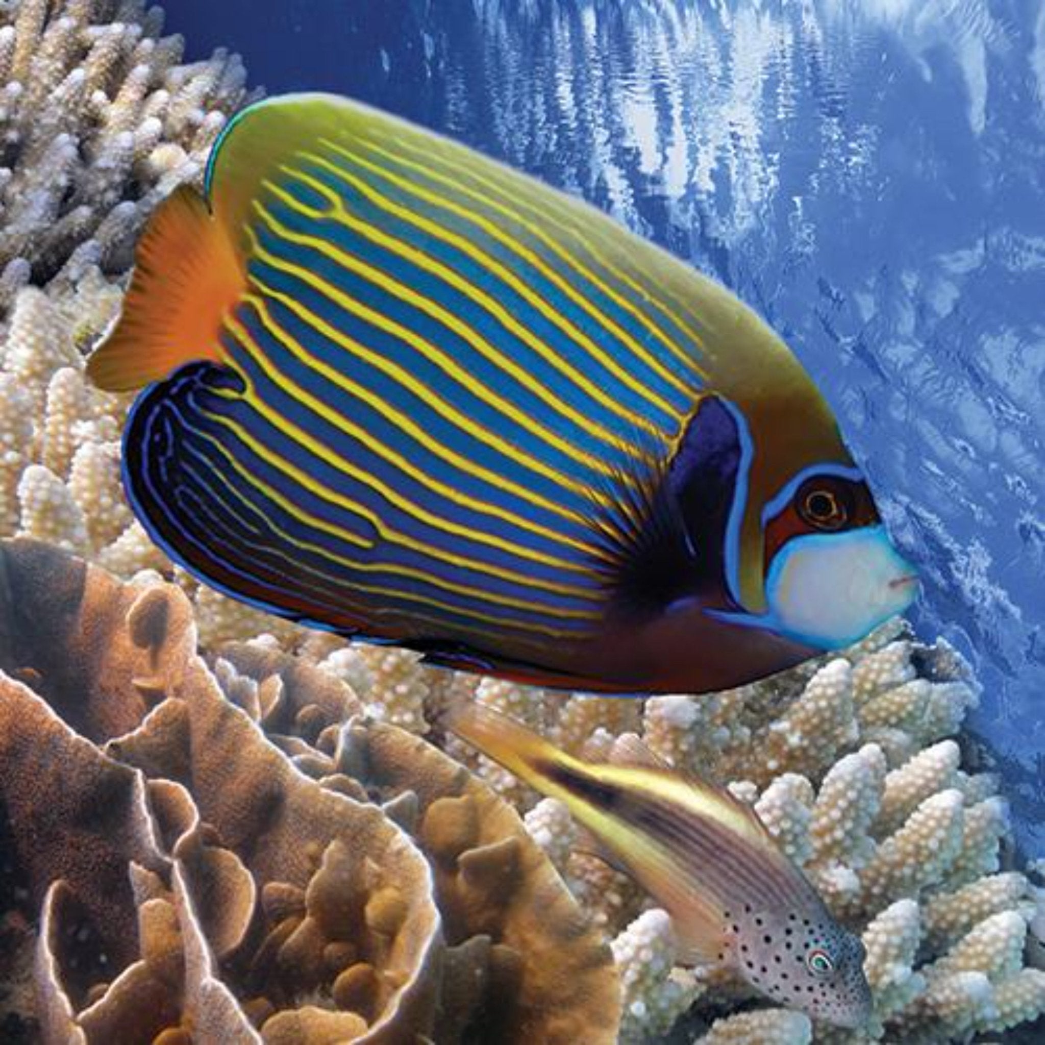 Emperor Angel Fish (Pomacanthus imperator) - 5-6 inches | Aqua Group