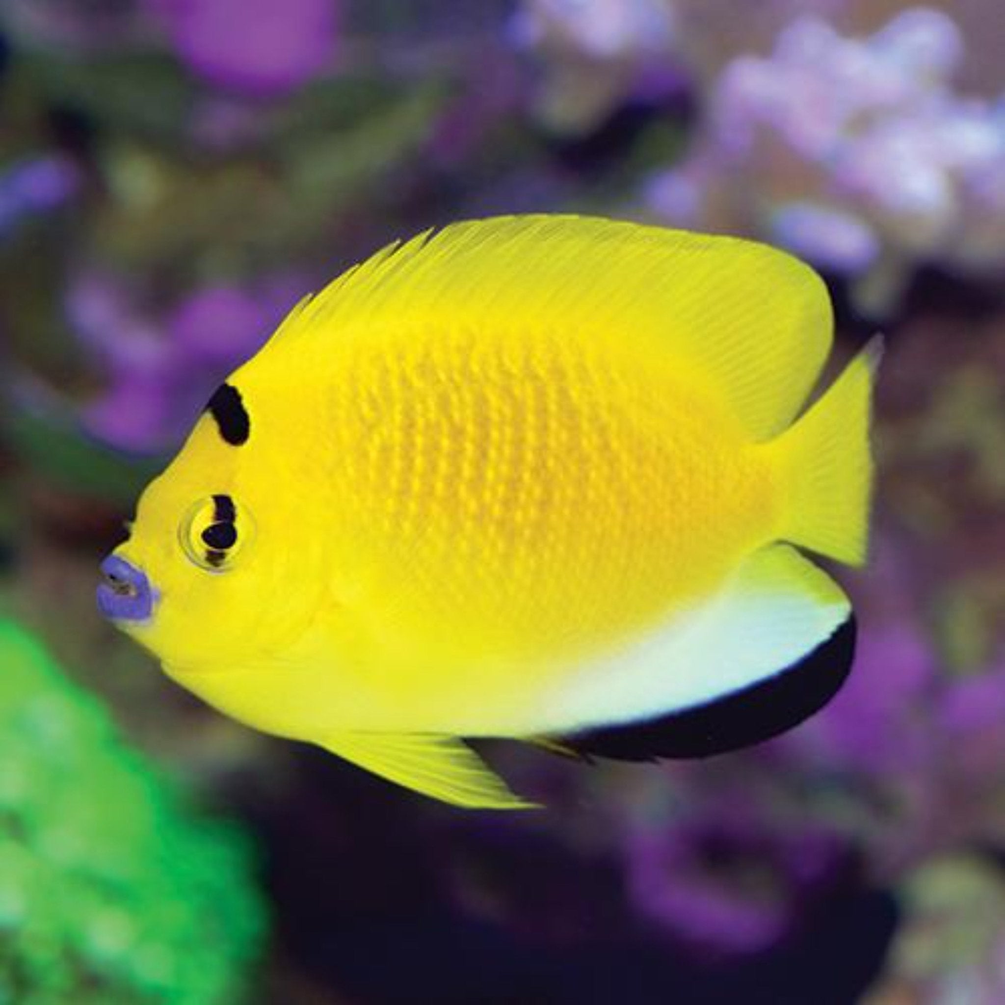 Flagfin Angel Fish - Expert Care | Aqua Group