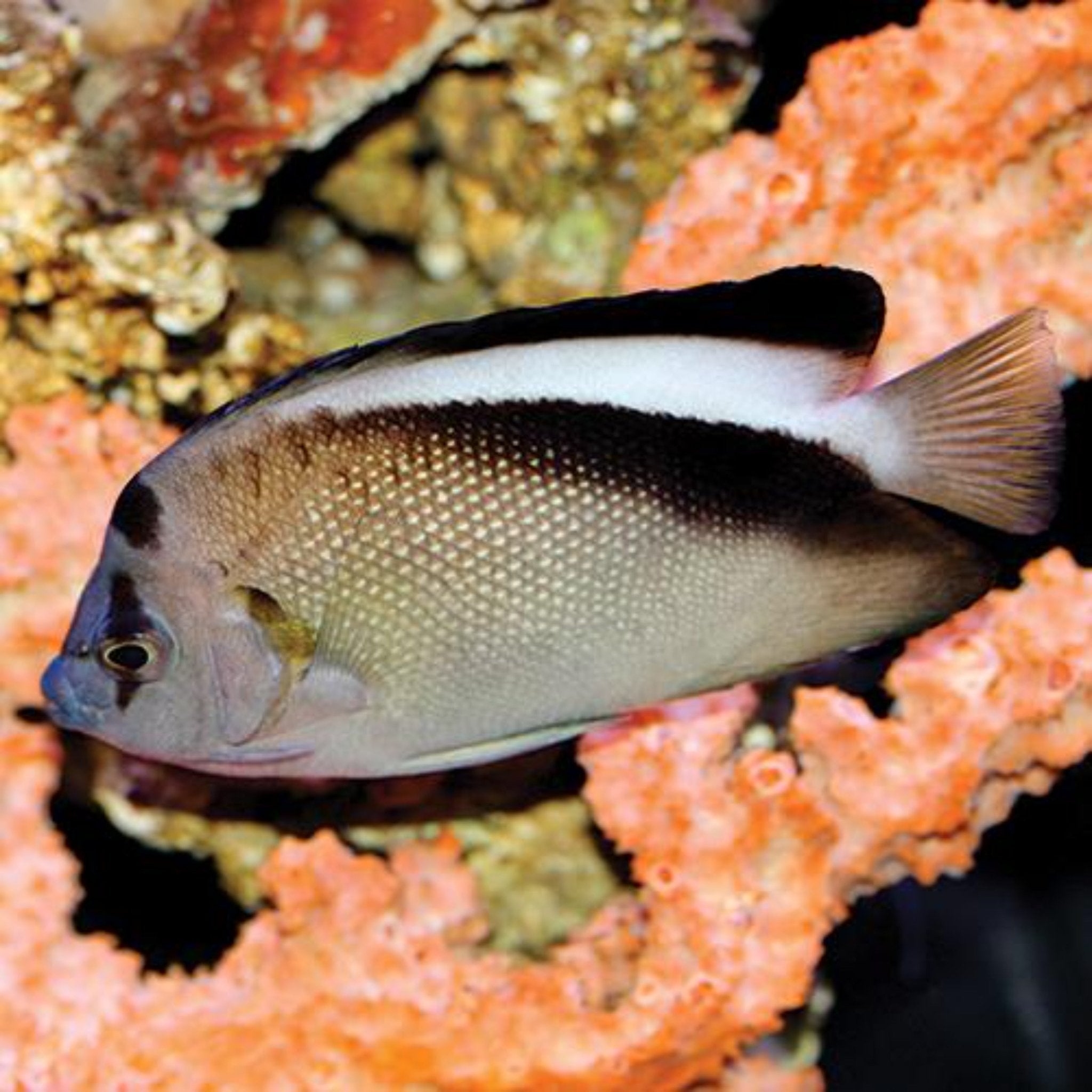 Genicanthus griffisi - Griffis Angel | Aqua Group