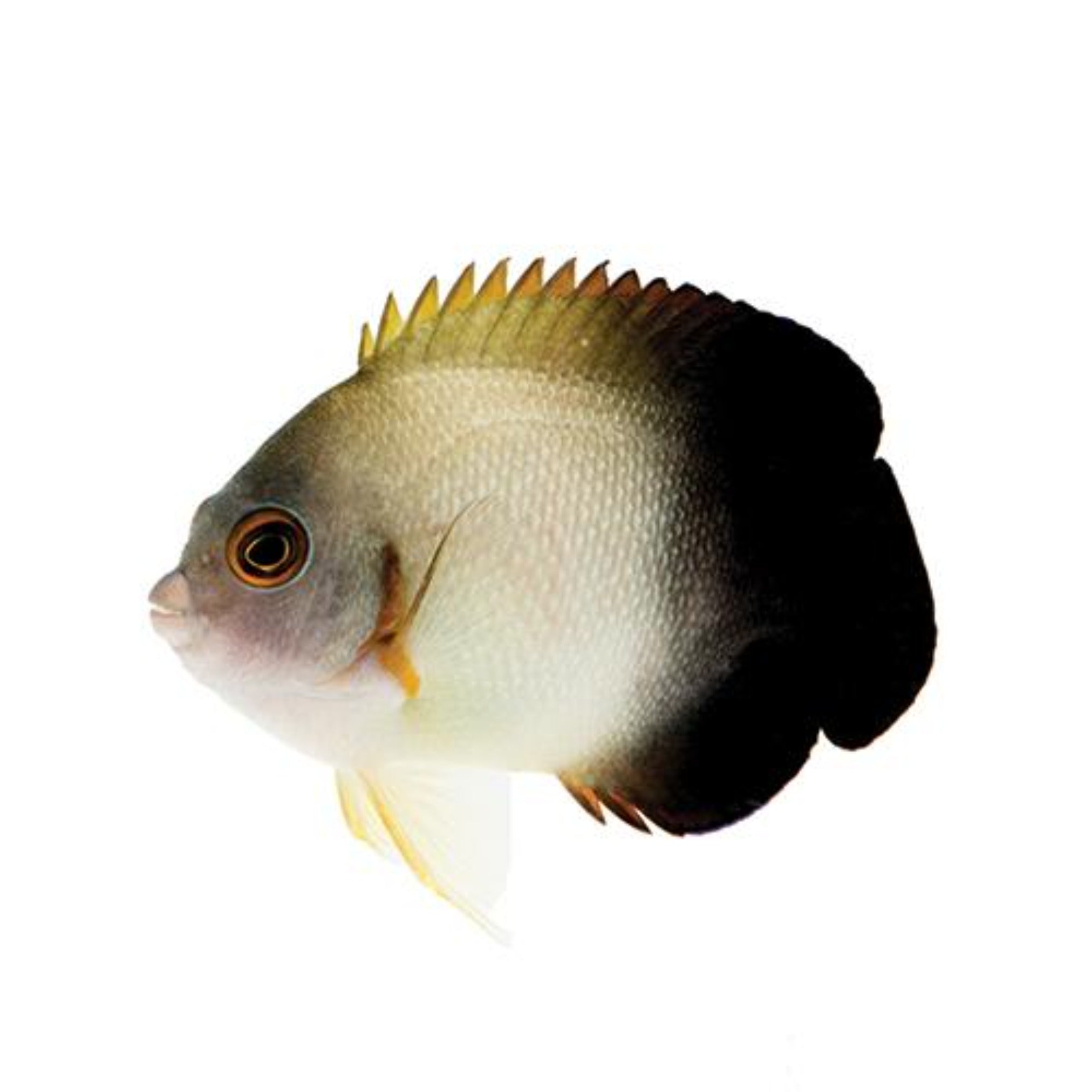 Half Black Angel Fish- Melanesia | Aqua Group