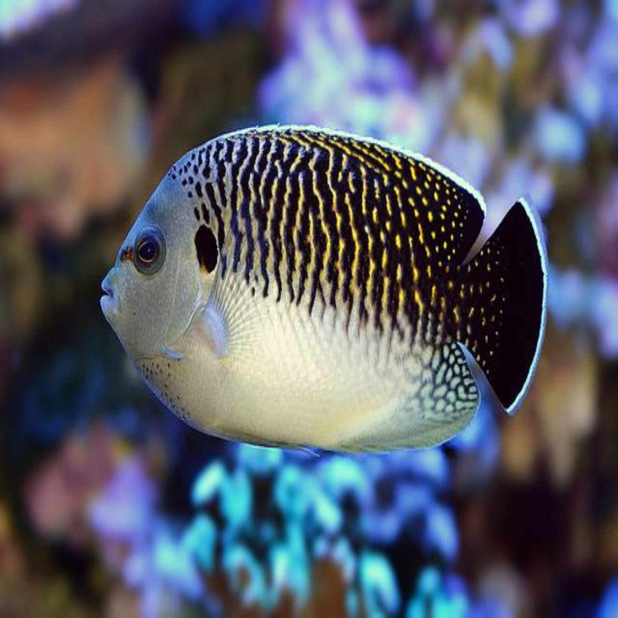 Kingi Angel Fish: Care, Diet, and Origin | Aqua Group