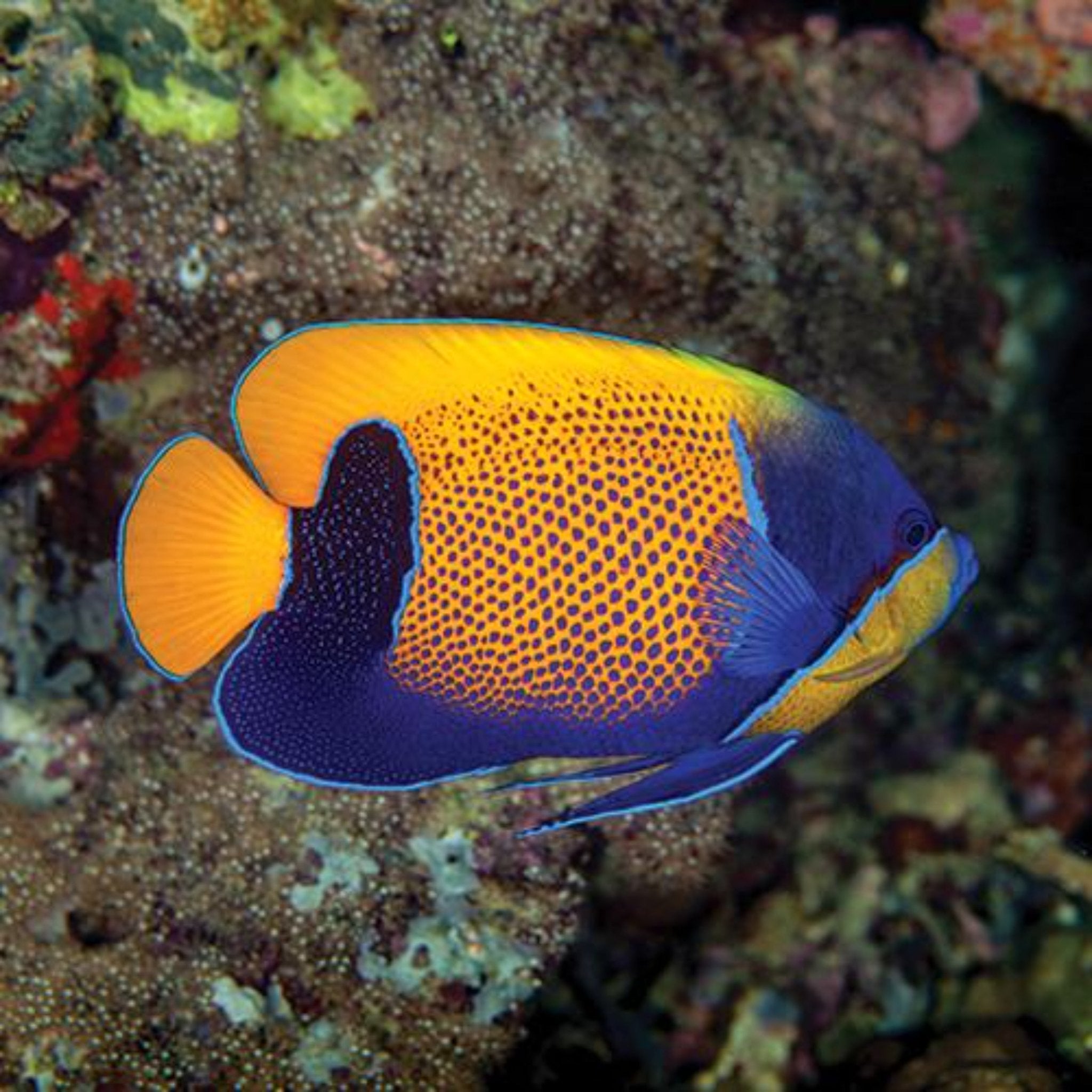 Majestic Angel Fish: Care, Diet, and Habitat | Aqua Group