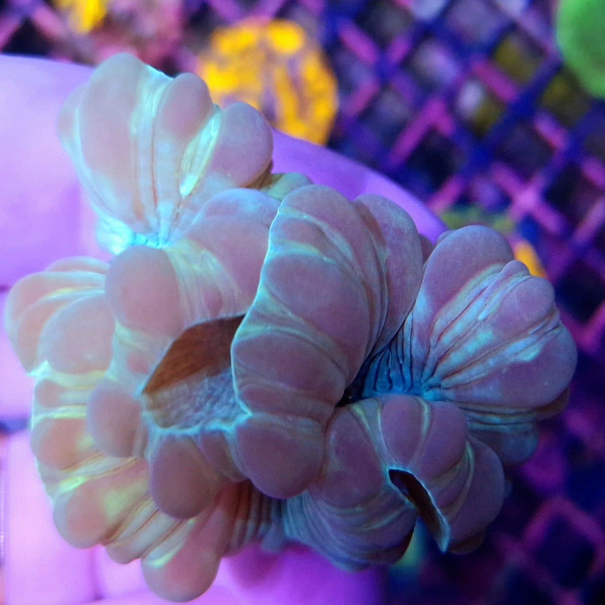 Nemenzophyllia (Fox Coral) | Aqua Group