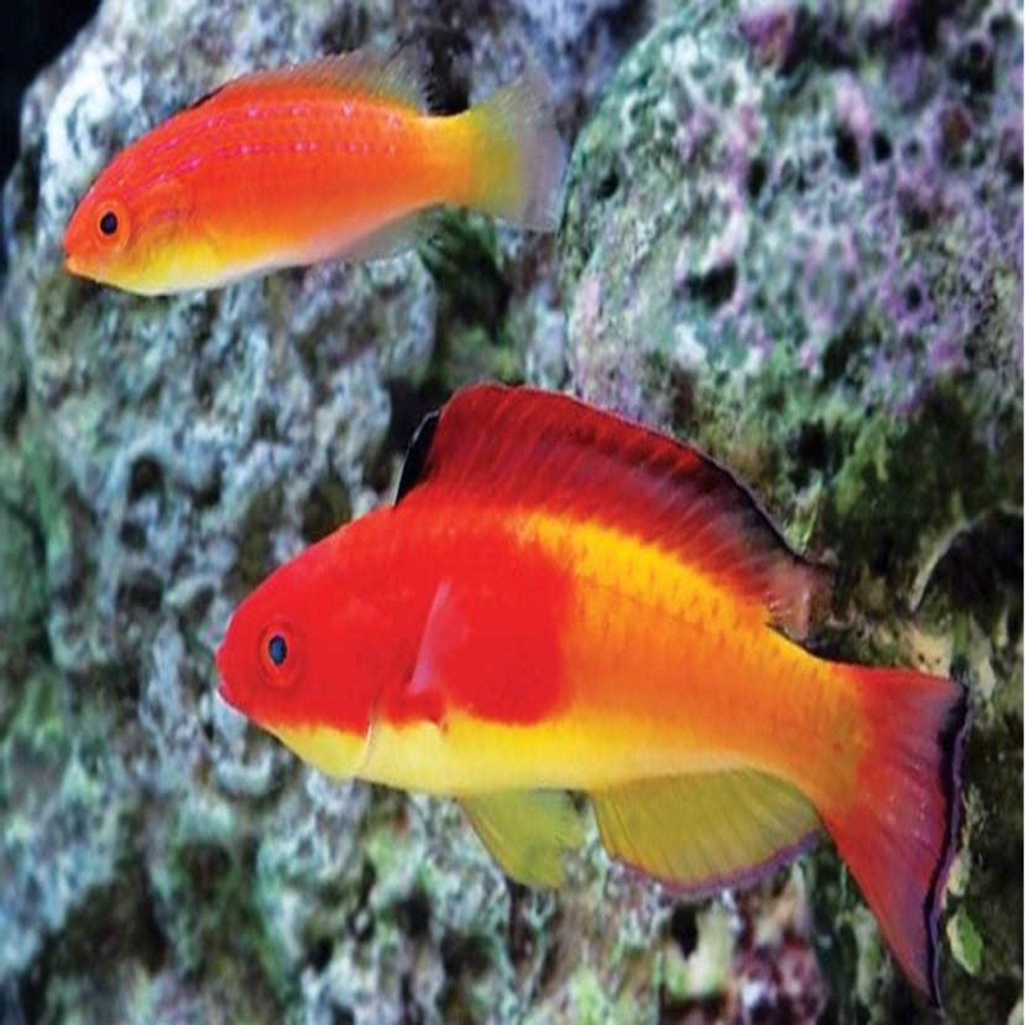 Red Hooded Dwarf Parrot - PAIR