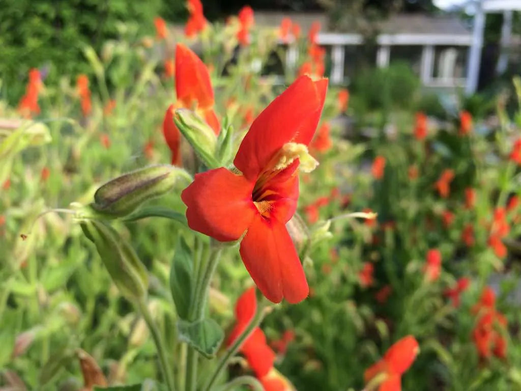 Scarlet Monkey Flower (Mimulus Cardinalis) | Aqua Group