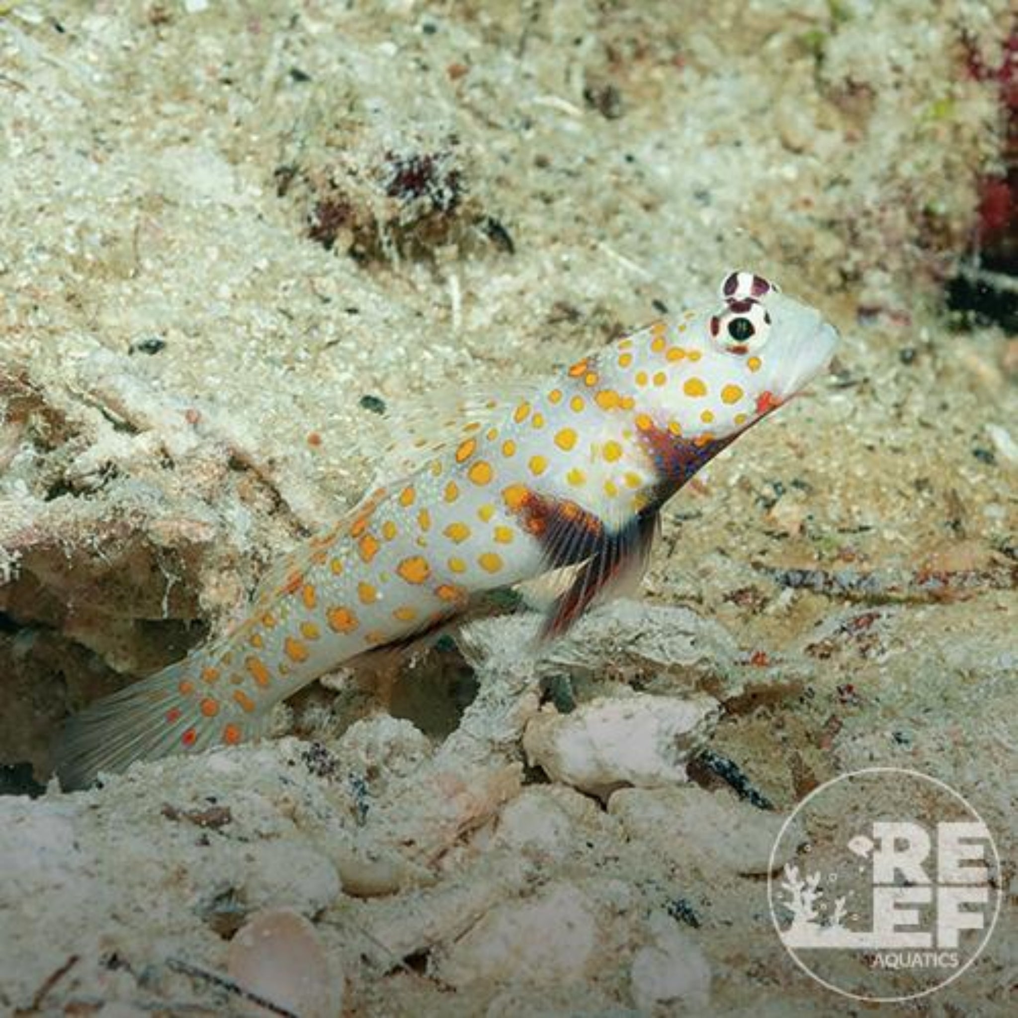 Orange spot tiger Goby