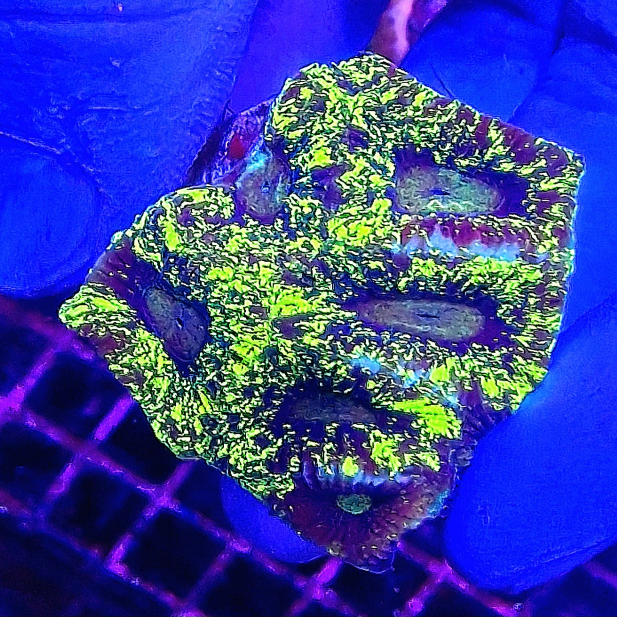 Toxic Waste Splatter Favia | Aqua Group